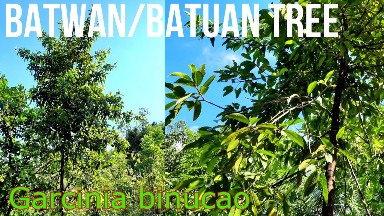 Batwan or Batuan (Garcinia binucao) Philippine Native Trees - YouTube