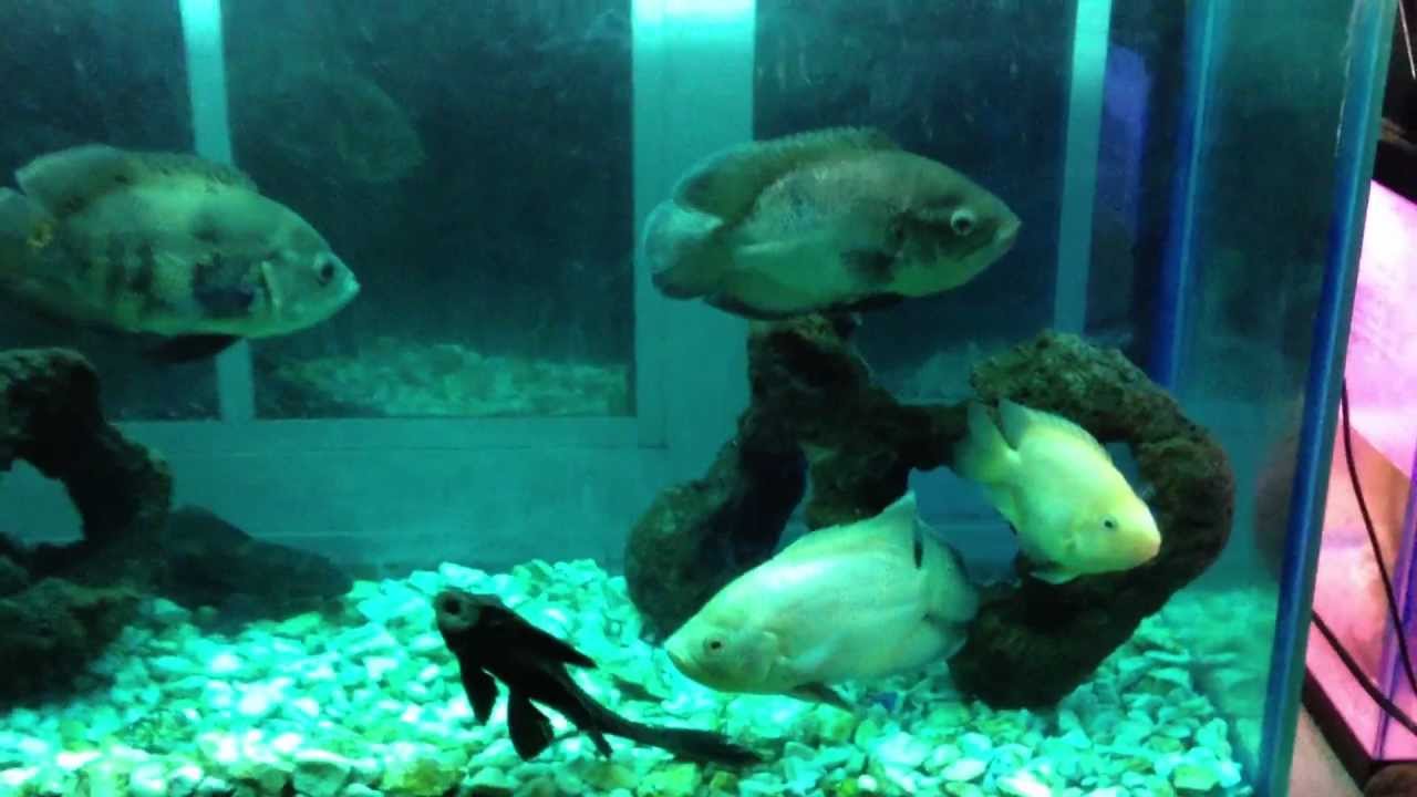 Mi Acuario de Peces Oscar (Atronotus Ocellatus) - YouTube