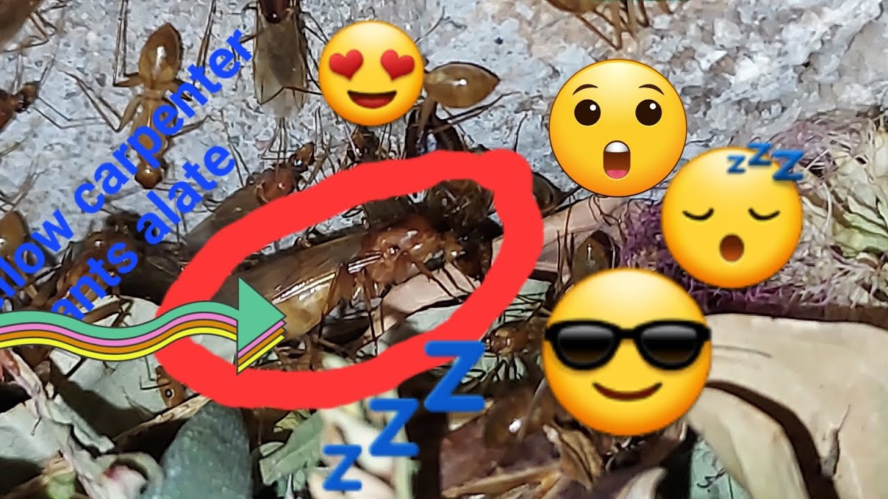 Yellow carpenter ants with their alate & drones 🐜🐜🐜😮😍😎😴💤🎶 - YouTube