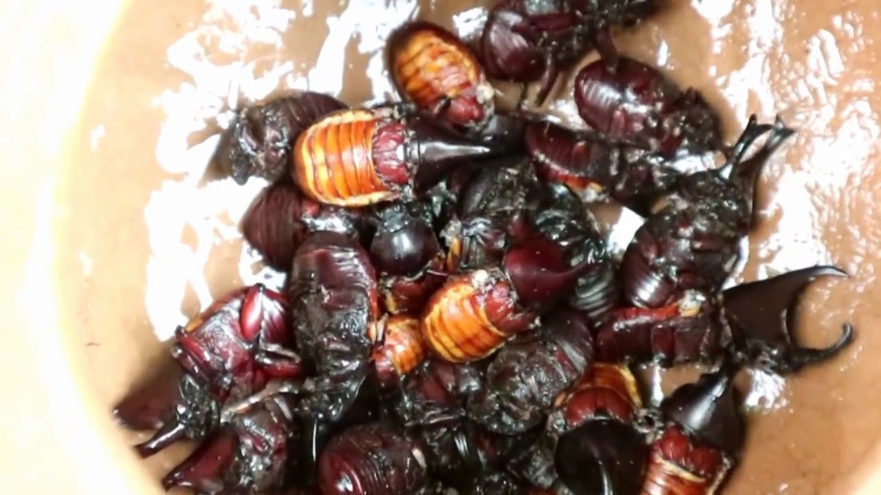 EATING BEETLES CHALLENGE - YouTube