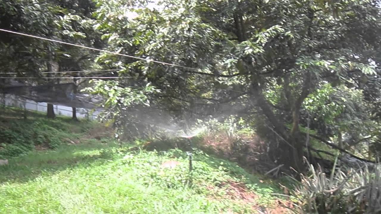 Durian Farm Irrigation with Fertiliser - YouTube