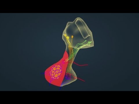 The Pituitary gland [master gland] #3danimation #biology #facts - YouTube