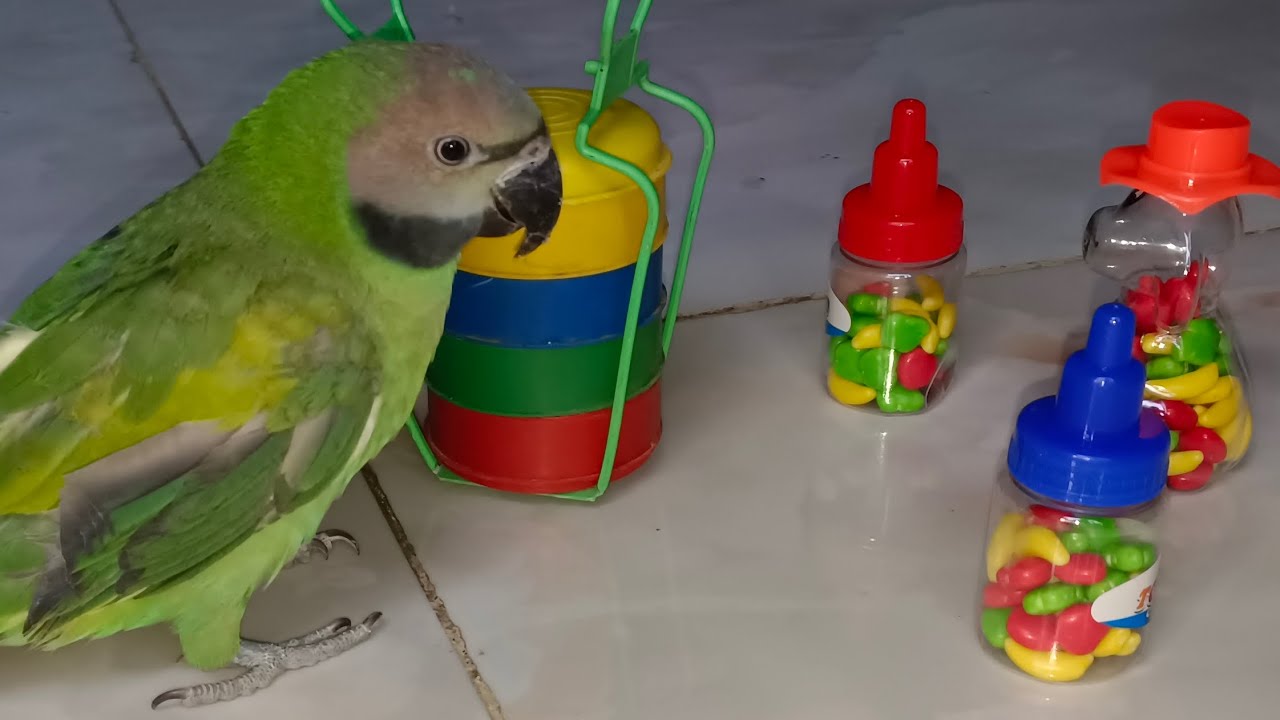 Funny Parrot Videos Compilation | Parrot Talking - YouTube