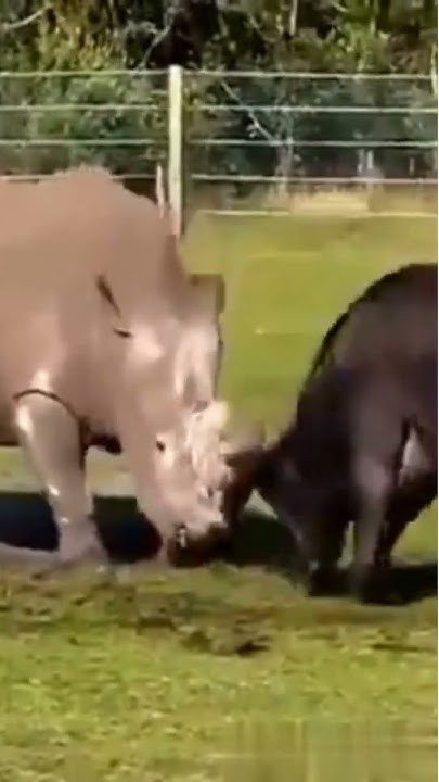 Rhino vs Bull #wildlife - YouTube