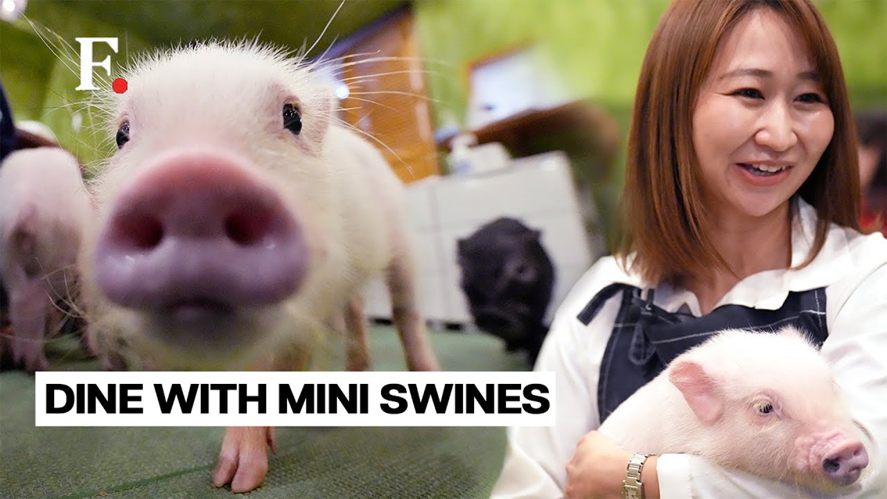 Sneak Peek Inside Japan's Micro Pig Cafes - YouTube