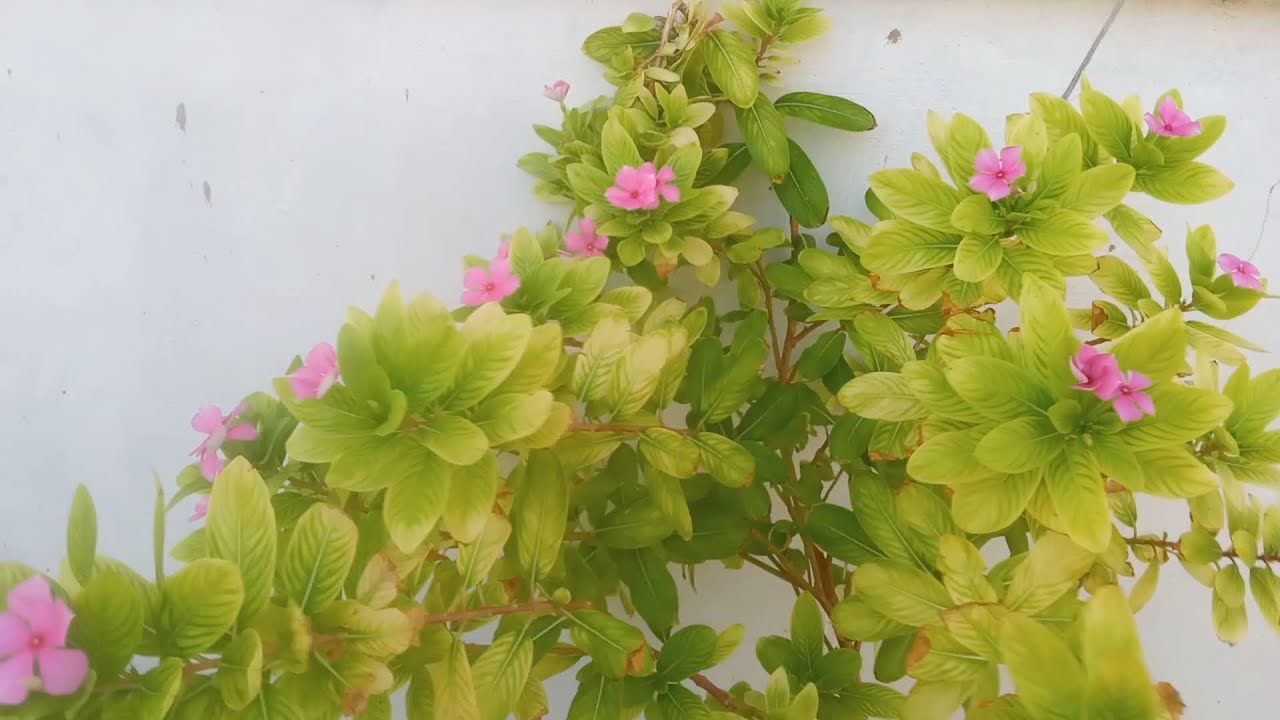 Sada Bahar Phool#videos - YouTube