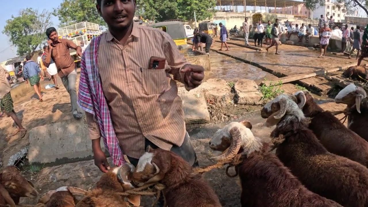 Anantapur Sheep Market 14-12-25 | Heavy Size Potellu | Pair Price ₹35K ...