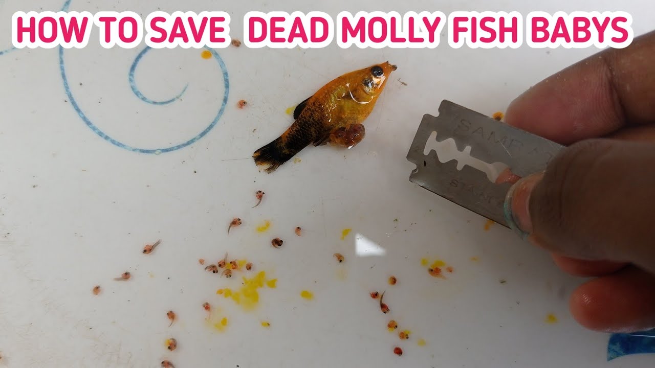 EMERGENCY MOLLY FISH BIRTH 🐟 |MOLLY GIVING BIRTH | - YouTube
