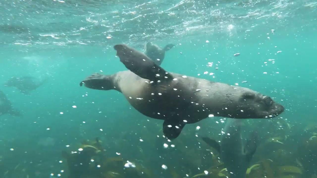 Sea Lion Cove 1st Video - YouTube