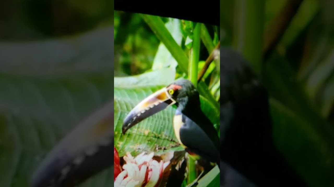Burung Mulut Besar dan Kecil - YouTube
