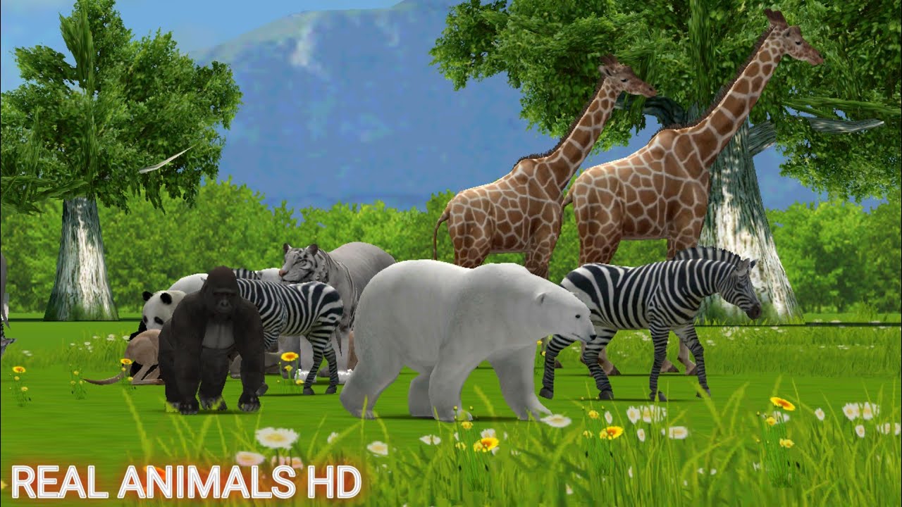 Teach your little one about REAL ANIMALS - Find out how they walk, run ...
