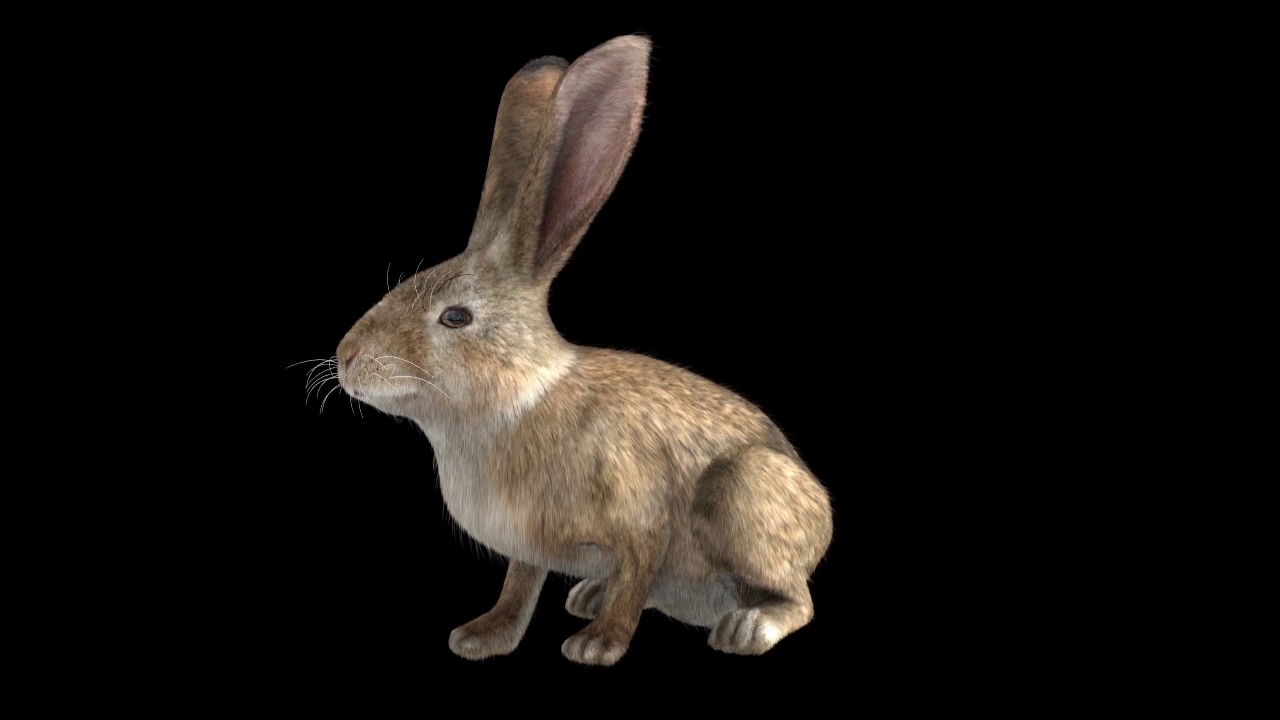 fur_or_Hair Rabbit fiber FX Lightwave 2015 - YouTube