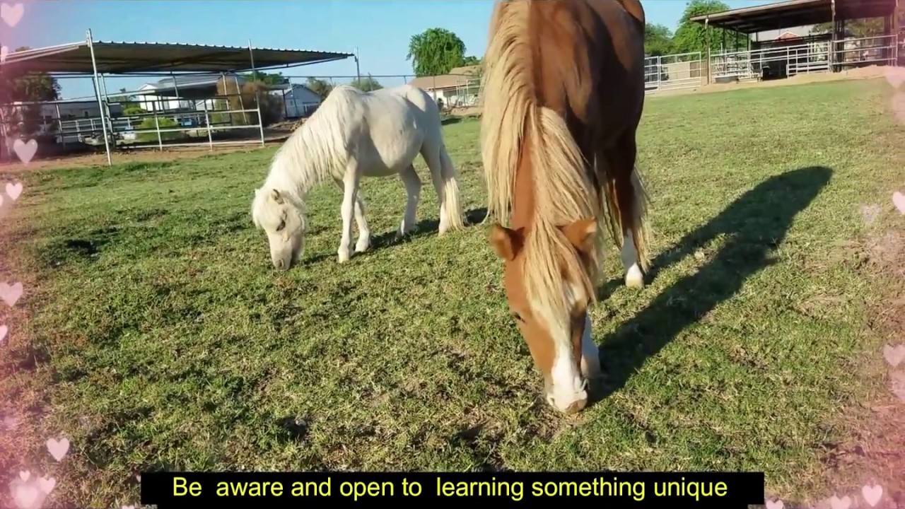 Simply Observe - YouTube