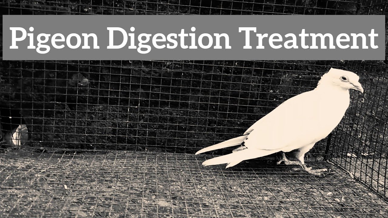 Pigeon Vomiting Treatment/ 100% result - YouTube