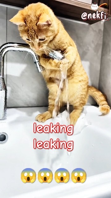 leaking leaking😱 #cat #funny #trending #love #viralvideo #shorts #short ...