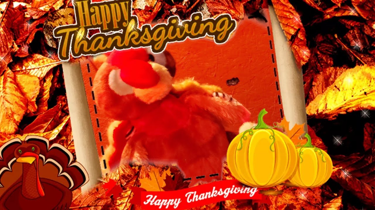 cute little turkey - YouTube