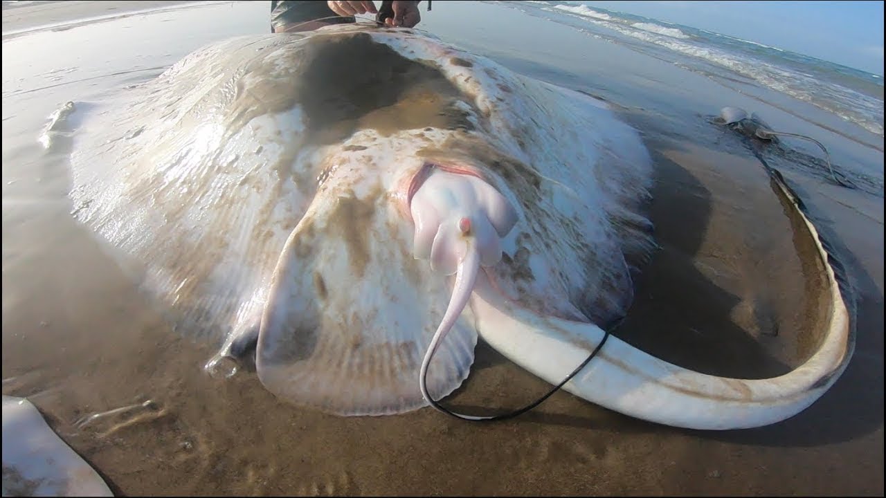 STINGRAY मछली की पूँछ इतनी खतरनाक क्यों होती है ? WHY IS THE TAIL OF A ...