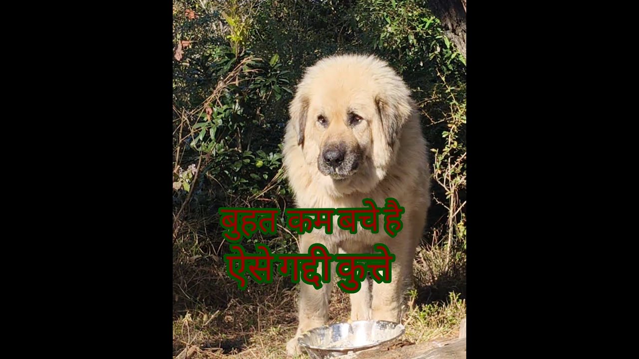 Rare himalyan gaddi dog coour - YouTube
