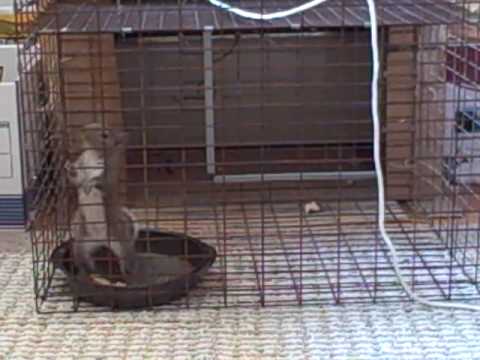 Home-invasion squirrel stuck, between oven and wall, gets lured into improvised \