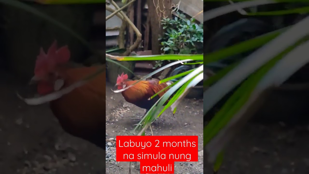 Manok na labuyo #sabong#manok - YouTube