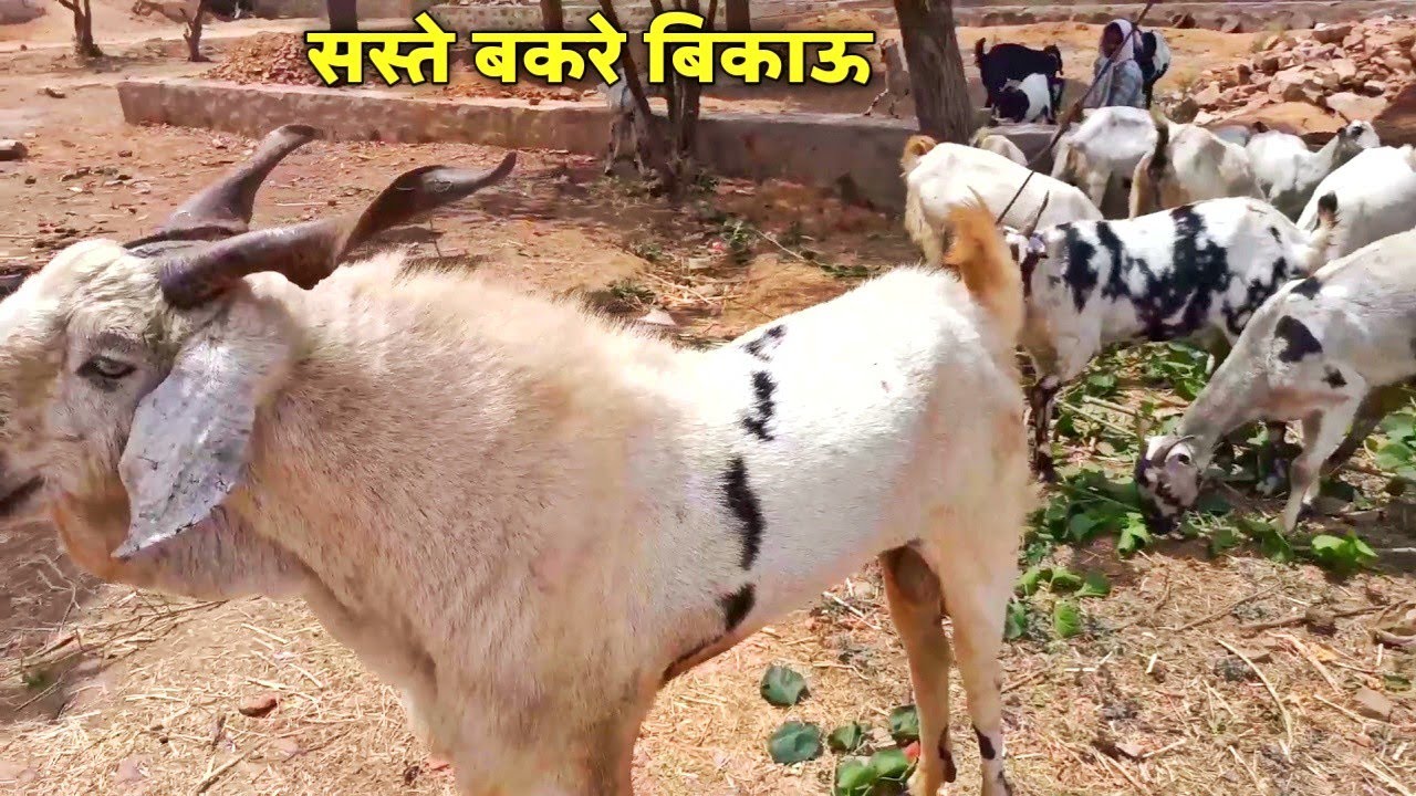 Rajasthan yadav goat farm bhanwata Ajmer | ₹200 to 240kg | rajasthani ...