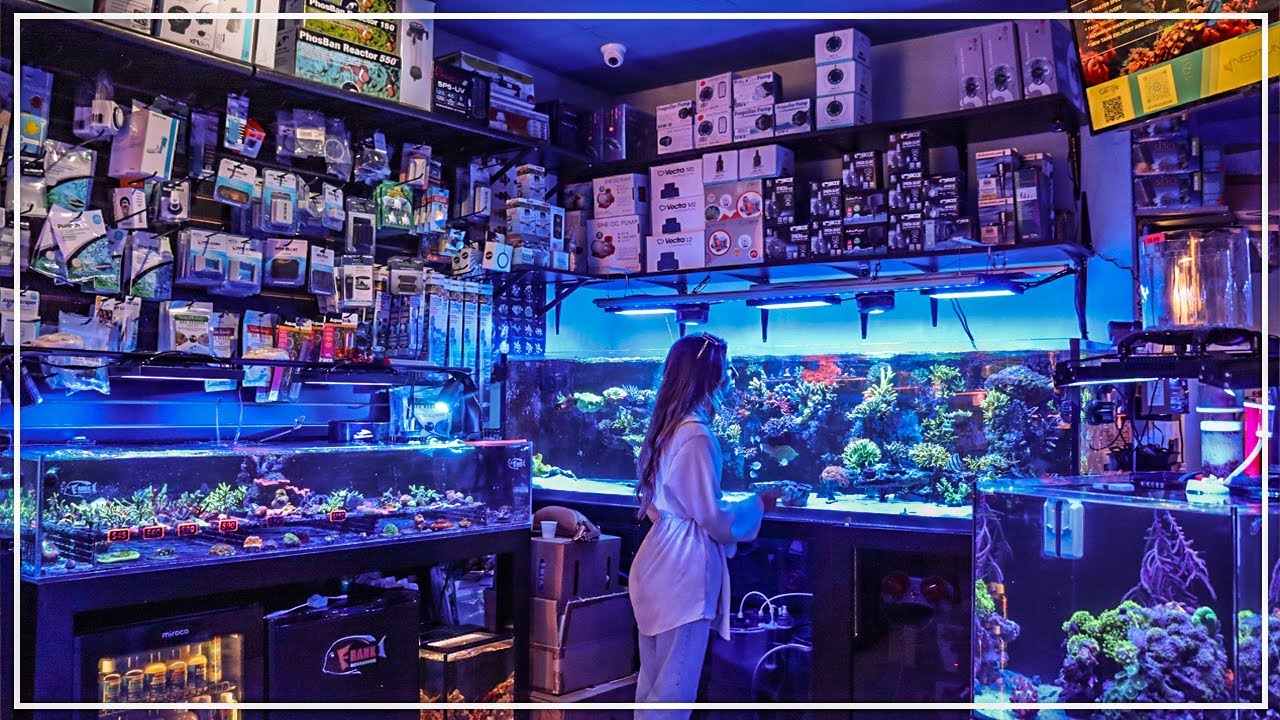 Small Aquarium Shop //BIG IMPACT - YouTube