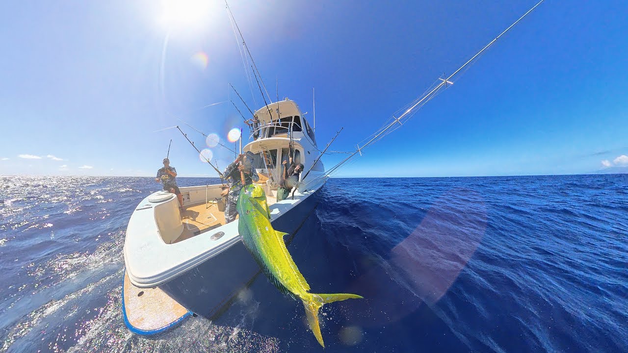 INSANE Hawaii Fishing: Mahi Mahi on Live Bait + Multiple Marlin Action ...