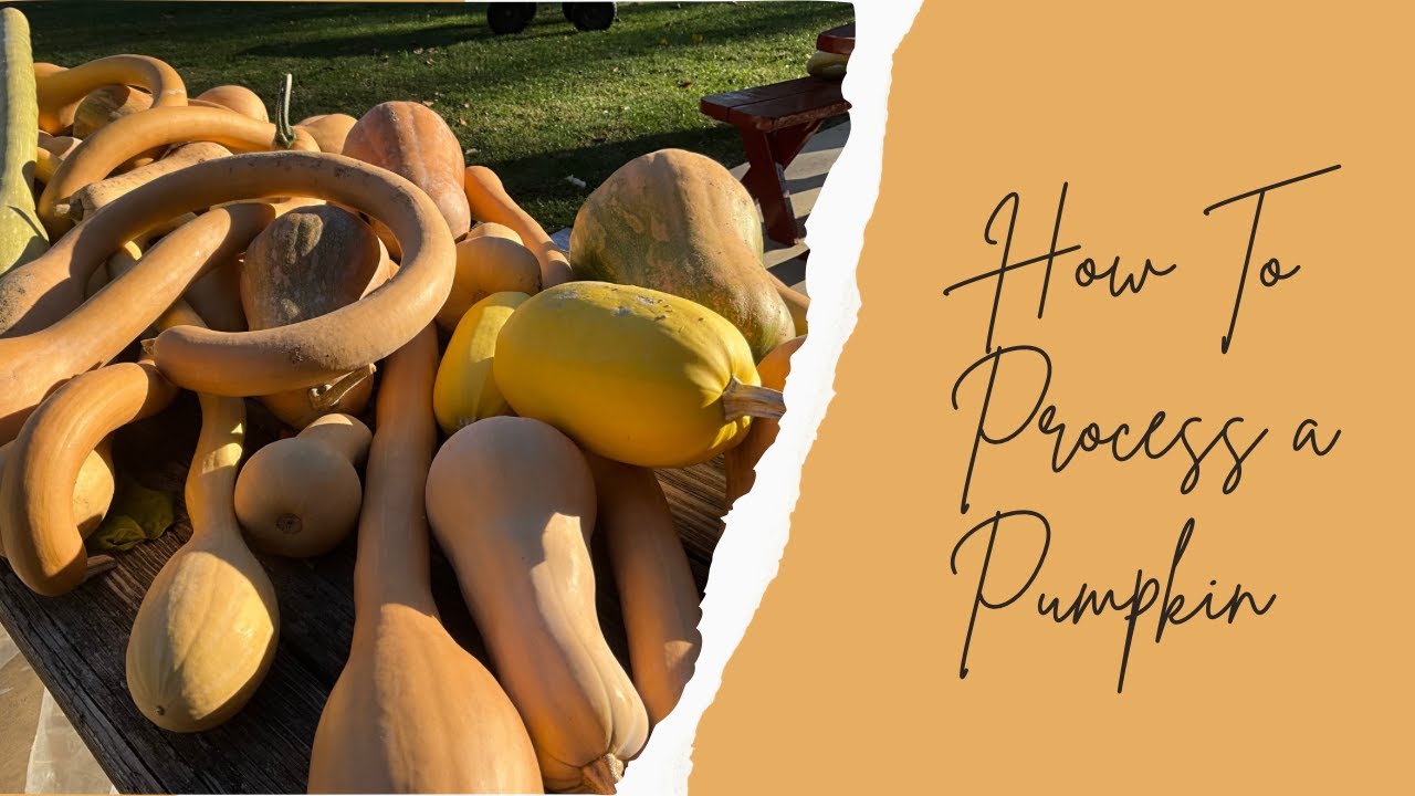 How To Process Pumpkins - YouTube