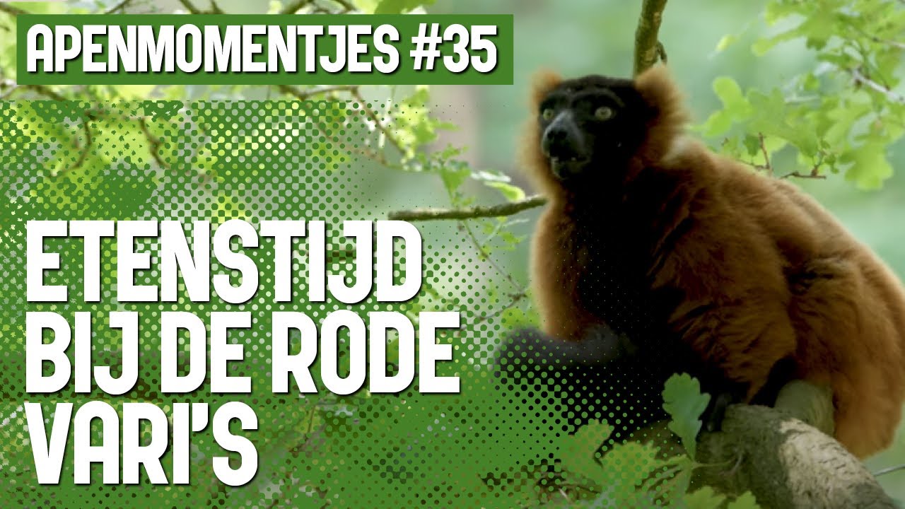 Etenstijd bij de rode vari's - YouTube