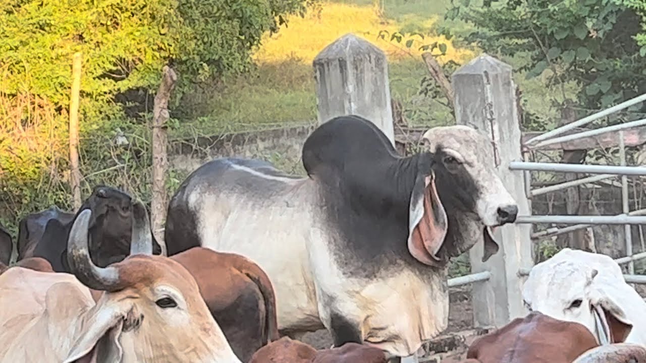 Toro indobrazil casi nos ataca - YouTube