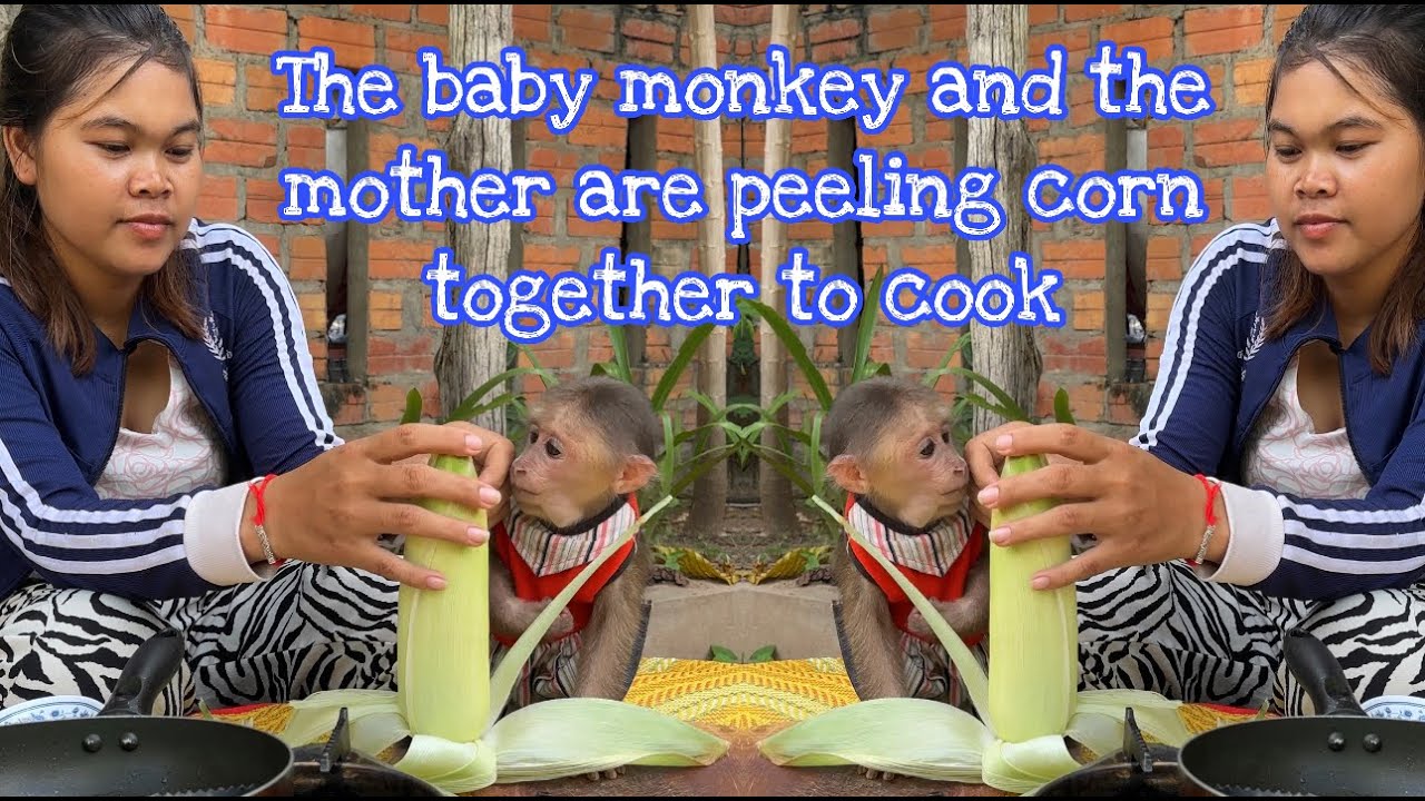 The baby monkey and the mother are peeling corn together to cook - YouTube