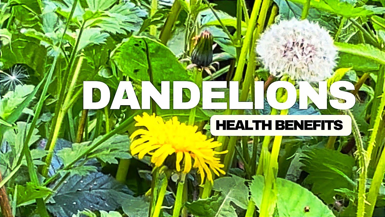 Dandelion Unlocking Health Secrets - YouTube