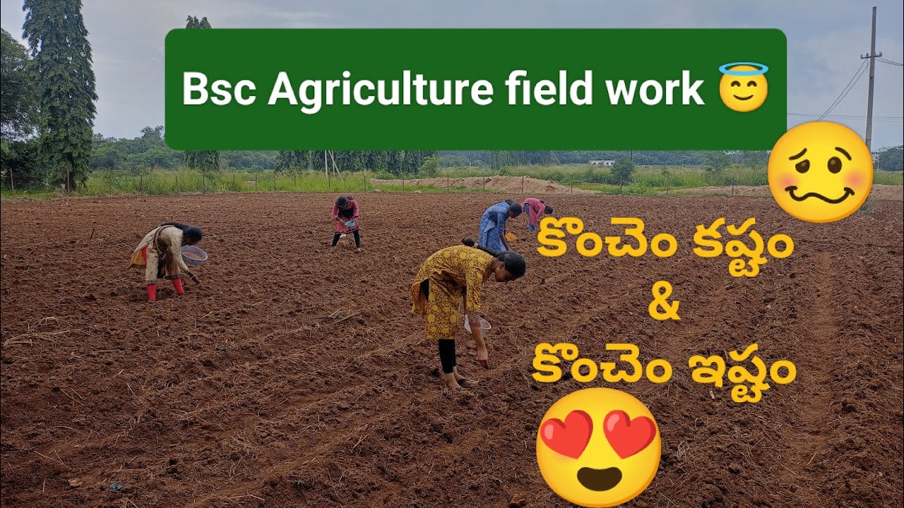 Bsc Agriculture ELP sweet corn unit ll college days ll sravanisagar ...