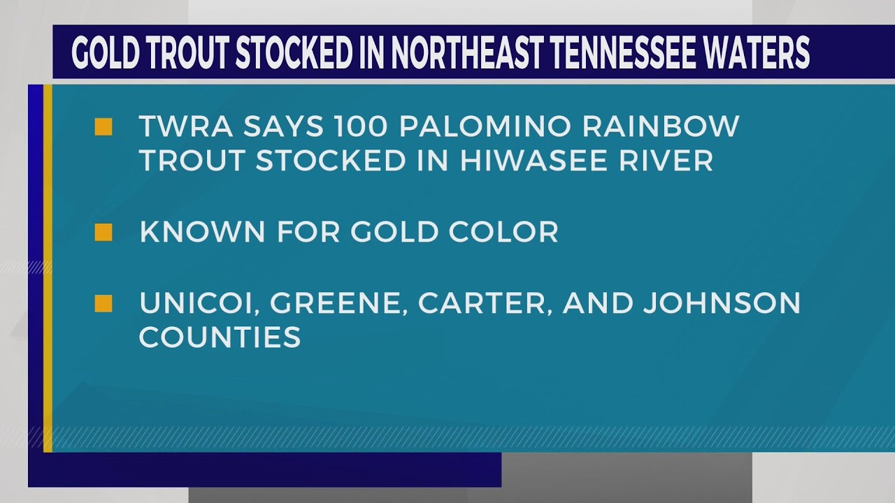 Golden trout stocked in Northeast Tennessee waters - YouTube