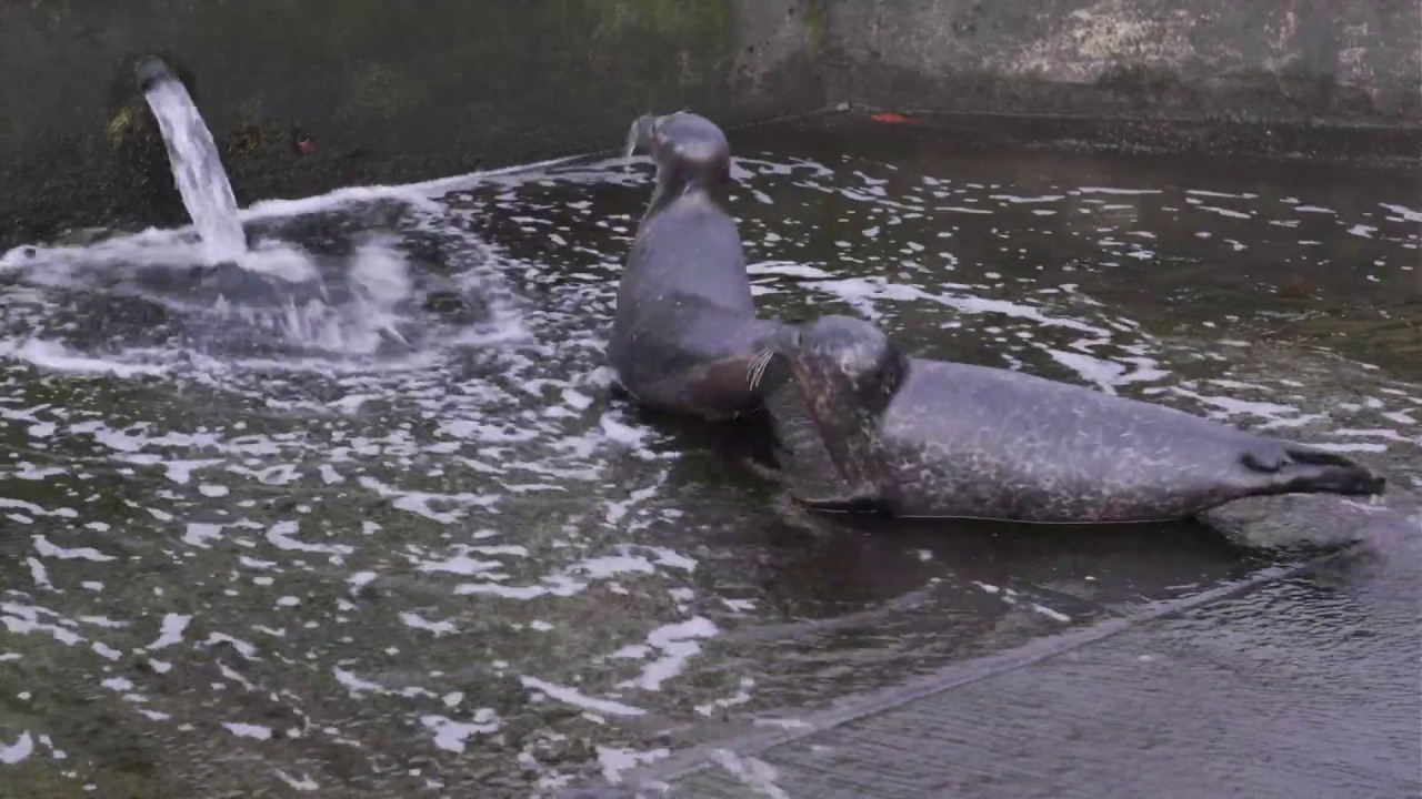 Sea Monitor: Seal Release Nov 2019 - YouTube