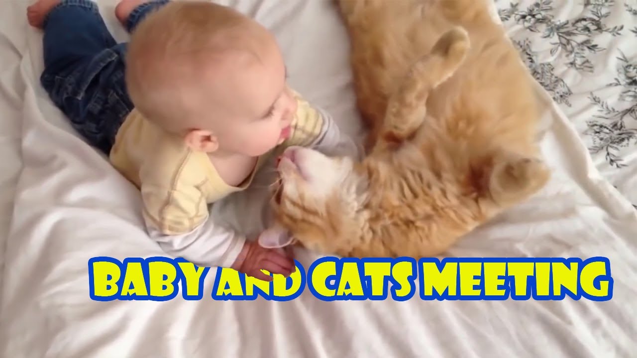 Cats Meeting Babies For The First Time Best Compilation #short - YouTube