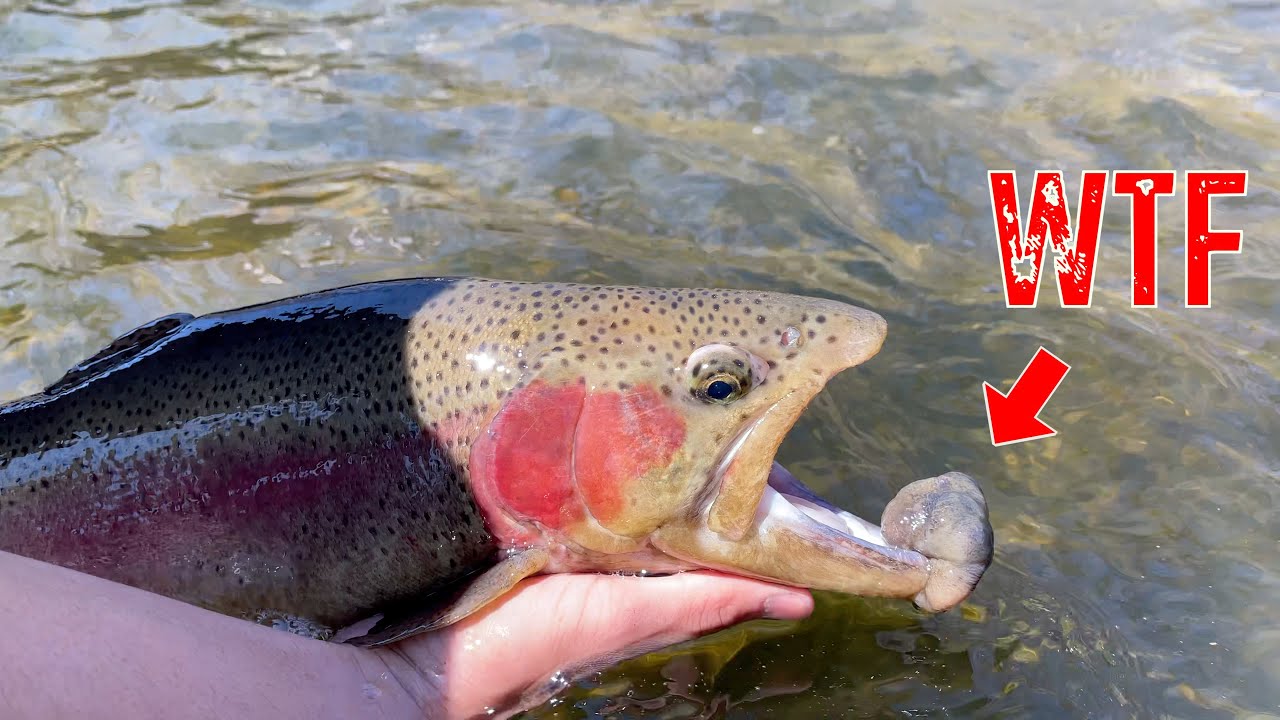 I Caught a GIANT MUTANT FISH on my LAST CAST!!!!!! (Spring Creek ...