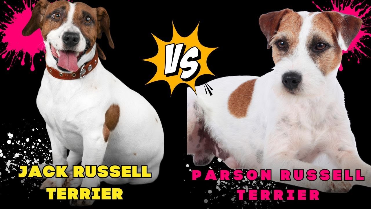 Jack Russell Terrier VS Parson Russell Terrier - YouTube