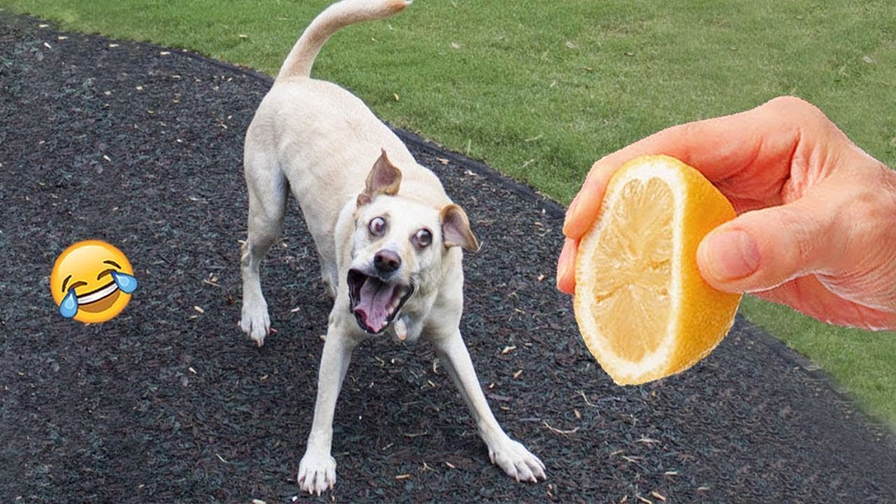 You won't believe the crazy things these dogs do! - YouTube