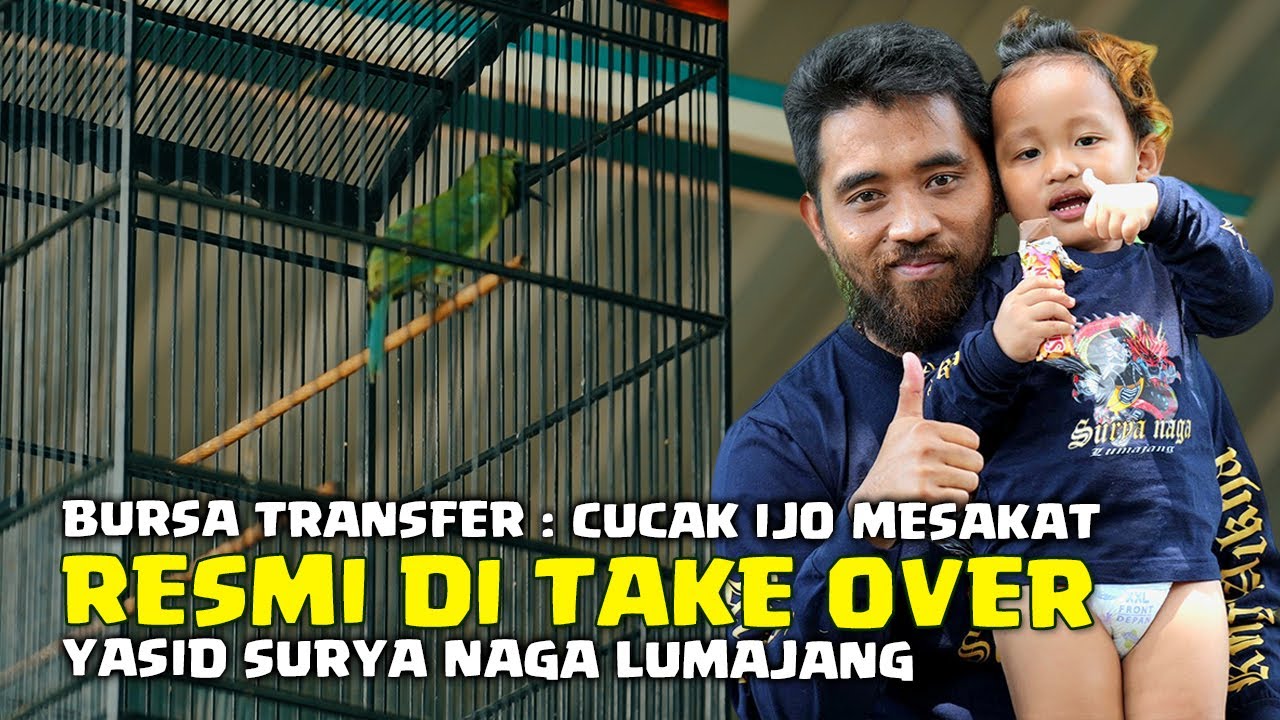 CUCAK IJO MESAKAT RESMI DI TAKE OVER SURYA NAGA INI DIA PENAMPAKANNYA - YouTube