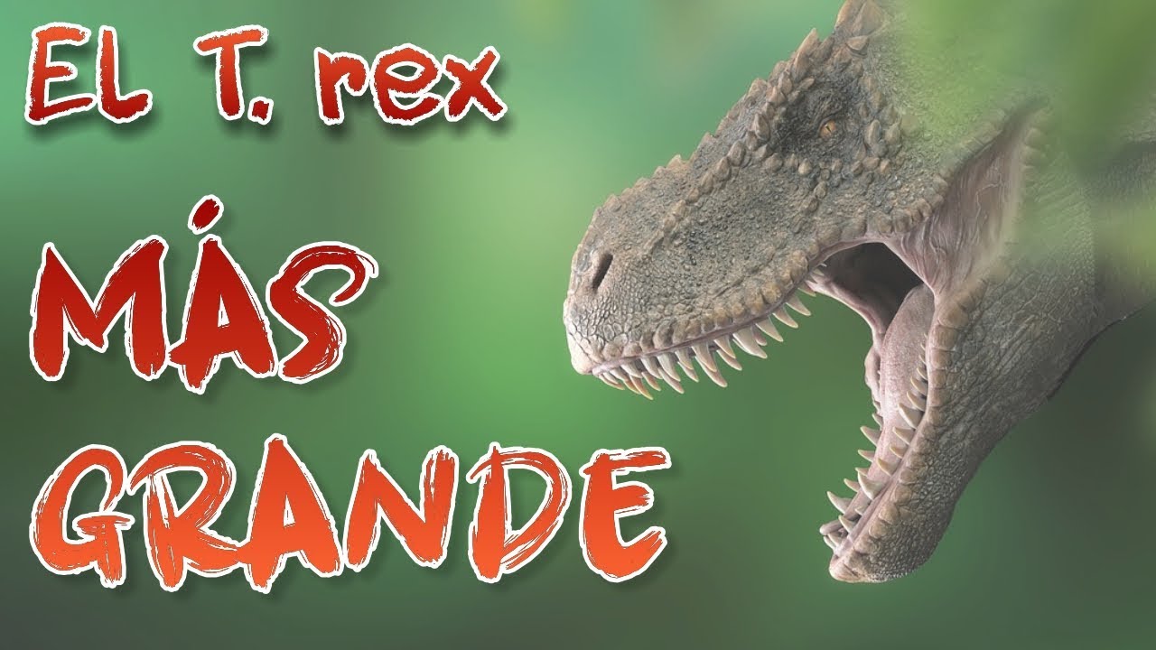 El T rex más grande descubierto - YouTube