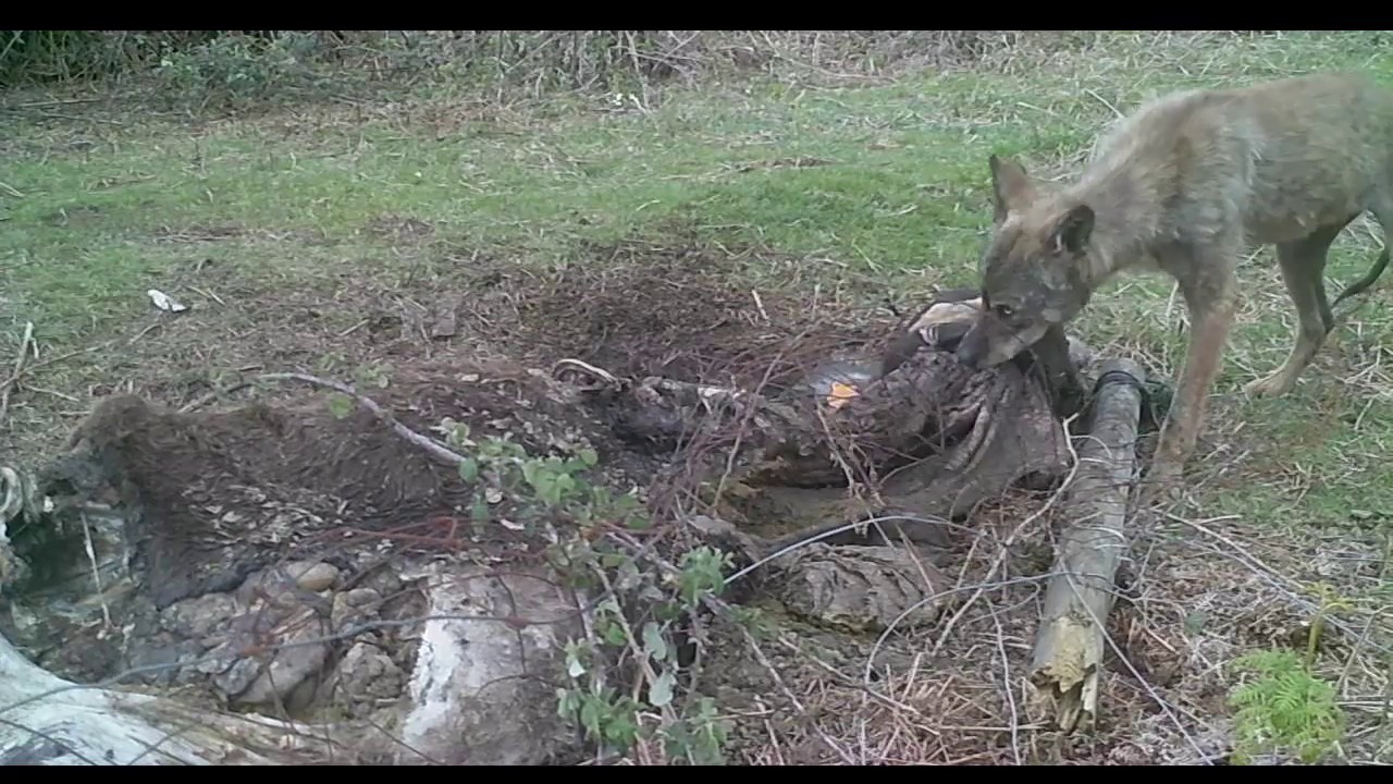 Wolves feeding in Galicia / Lobos alimentándose en Galicia - YouTube