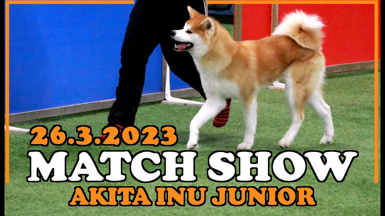 Match Show Training | Akita inu junior | 2023 - YouTube