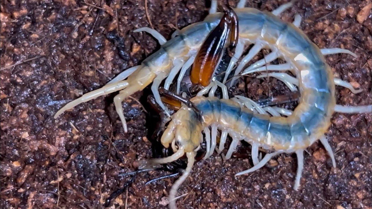 Florida blue centipede (Scolopendra viridis) feeding black cricket ...