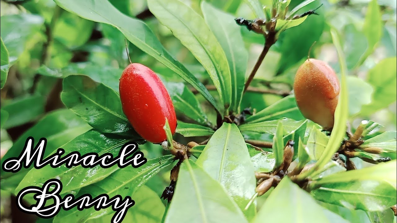 Miracle Berry in a Pot | Amazing Fruit | Magic Fruit |King's Garden ...