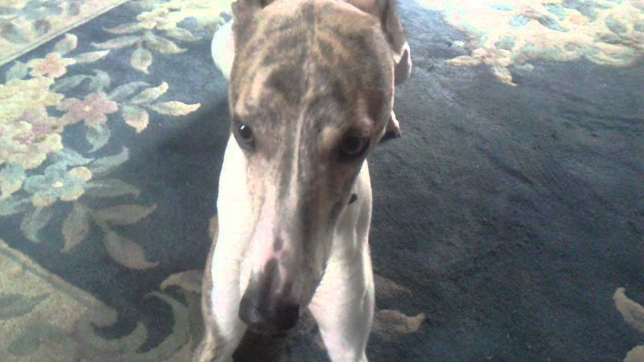 My Barking Mad Whippet - YouTube