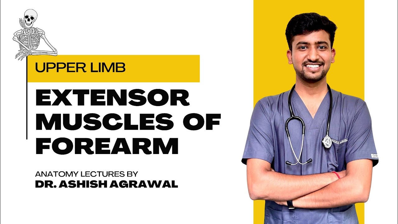 Extensor Muscles of Forearm || Upper Limb Anatomy || First Year MBBS ...