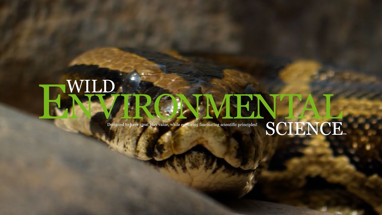 WES944 Extreme Snakes of the world (UK) - YouTube