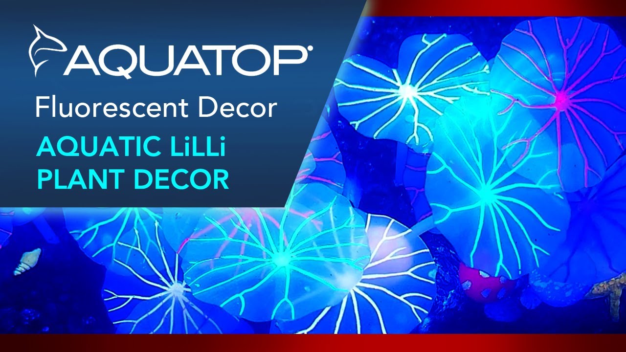 Aquatop Aquariums Fluorescent Decor Lilli - YouTube