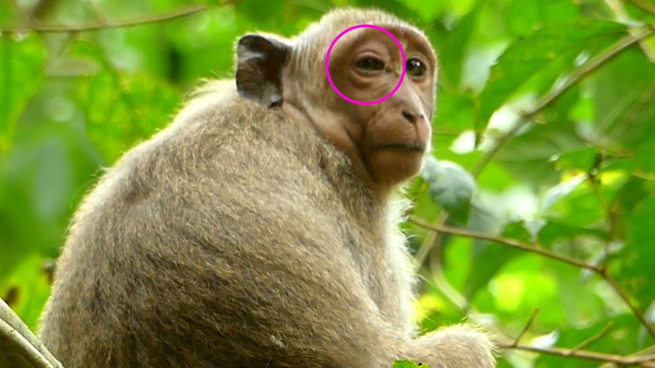 Bald Jinx is less experience so she try find mom Jade to checking her b ...